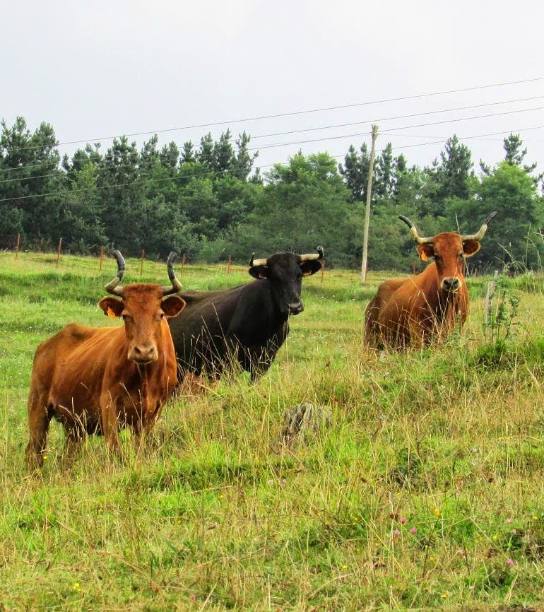 El Toro de Cenicientos: GANADERIA “TOROS DE BERGARA” CASTA NAVARRA EN ...