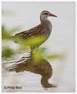 Naturepath North Shore: Tuff Crater