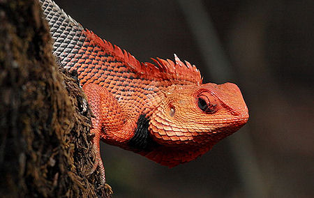 The Presurfer: The 20 Most Colorful Lizards On Earth