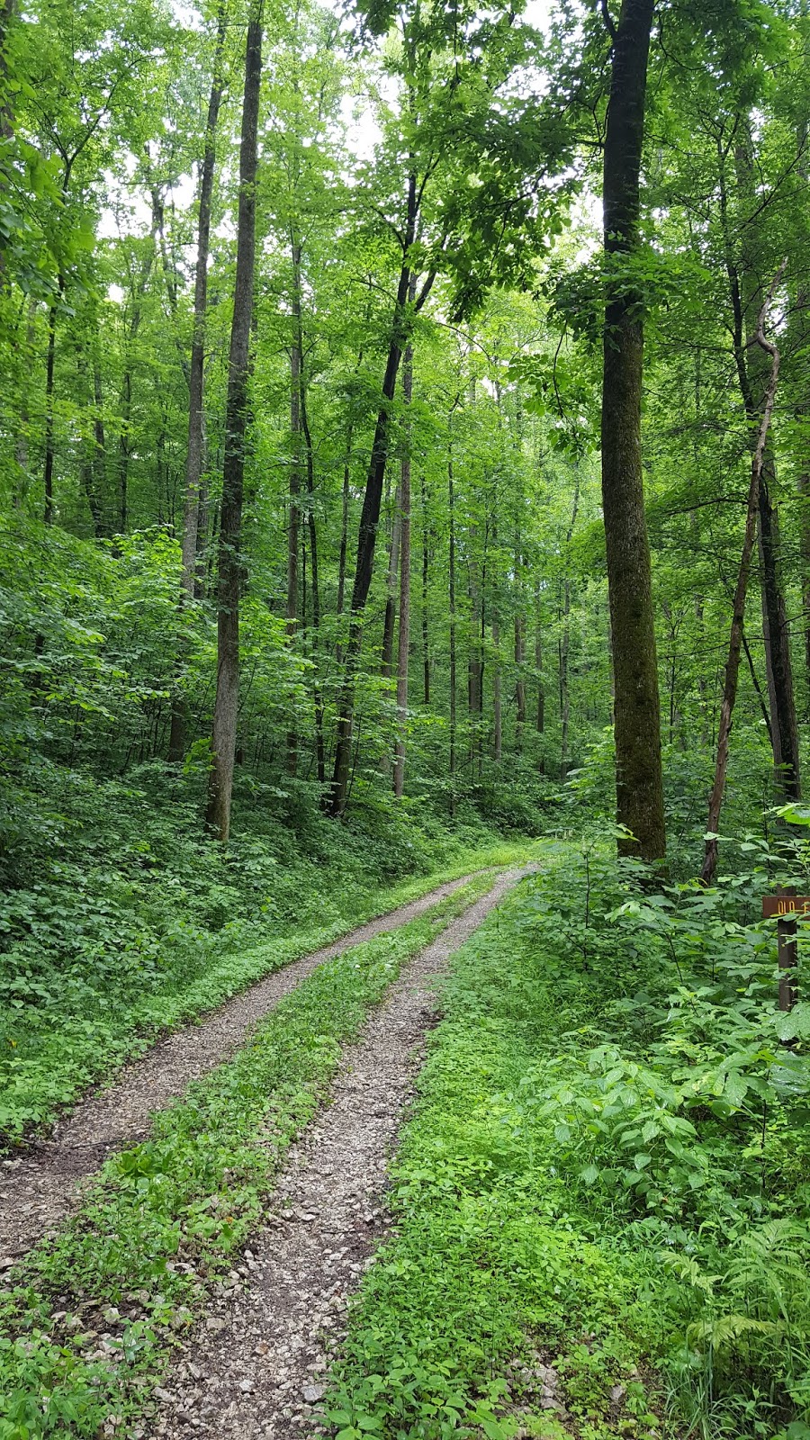 "The Forest is More Than the Trees..."