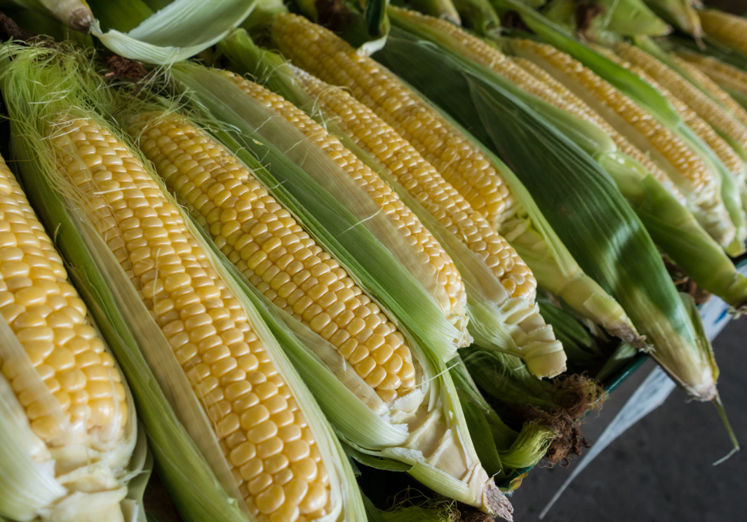 isiNdebele for beginners. Northern Ndebele language in Africa