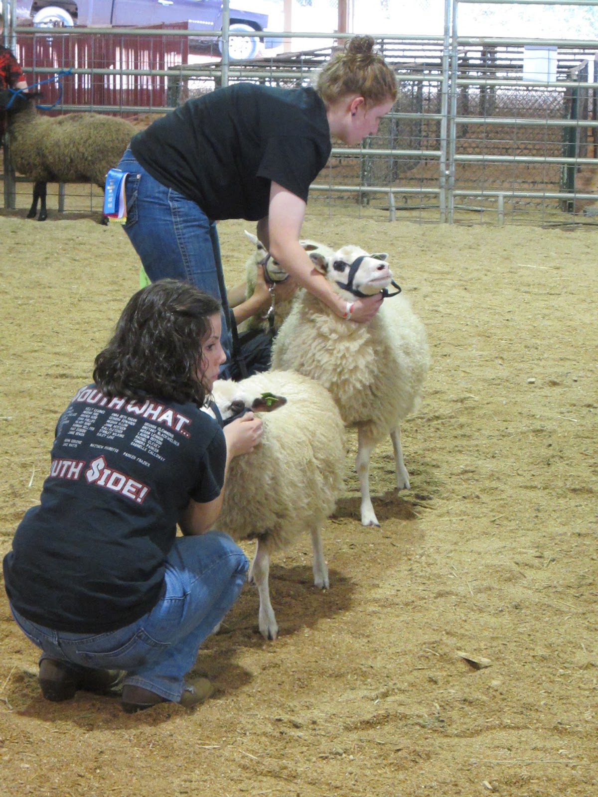 Sheep R Us: 2012: NC Mountain State Fair Open Sheep Show