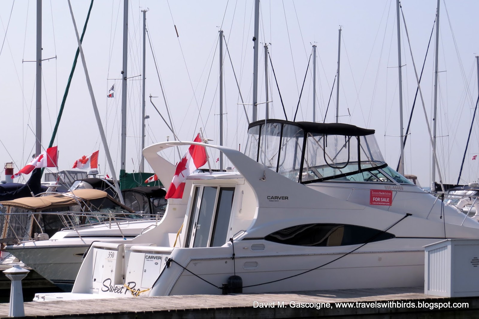 A Visit to Bronte Harbour, Oakville, ON - Travels With Birds