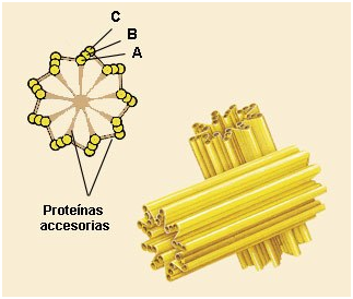 Organelos citoplasmáticos
