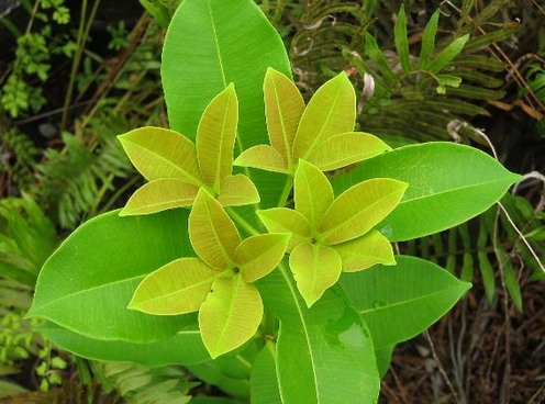 Mengenali Ciri-Ciri Tanaman Pulai dan Manfaat Kesehatannya - Smalspost