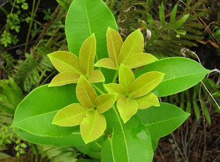 Mengenali Ciri-Ciri Tanaman Pulai dan Manfaat Kesehatannya - Smalspost