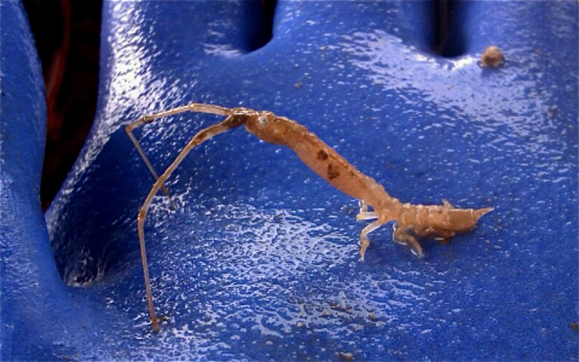 A Kilchoan Diary: Mystery Crustacean