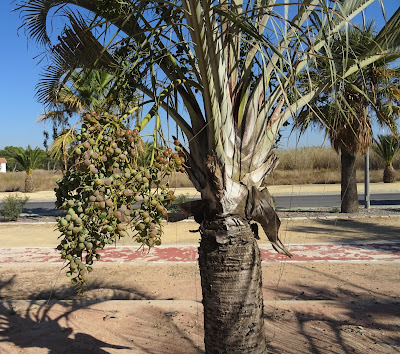 HERBARIO VIRTUAL DE BANYERES DE MARIOLA Y ALICANTE: Neodypsis decaryi ...