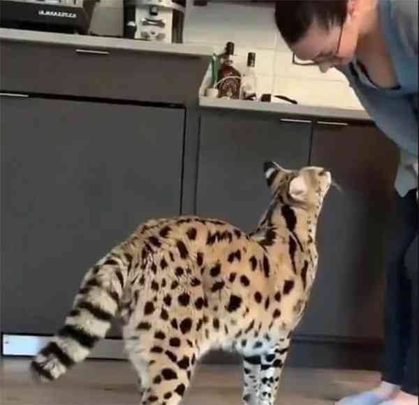 20 Incredible Photos Of Big-Sized Cats That Might Surprise You How Big ...