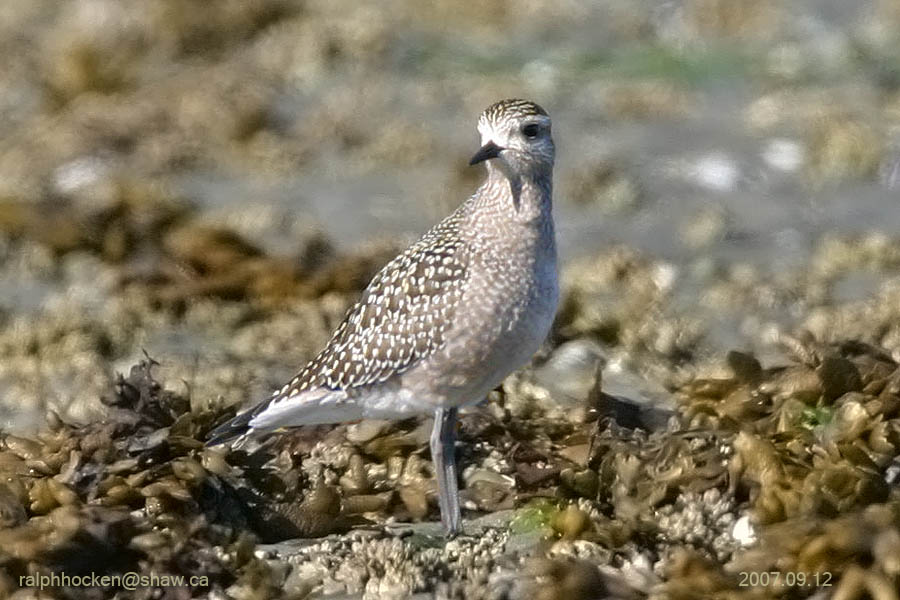 The Backyard Wildbird and Nature Store: American Golden Plover
