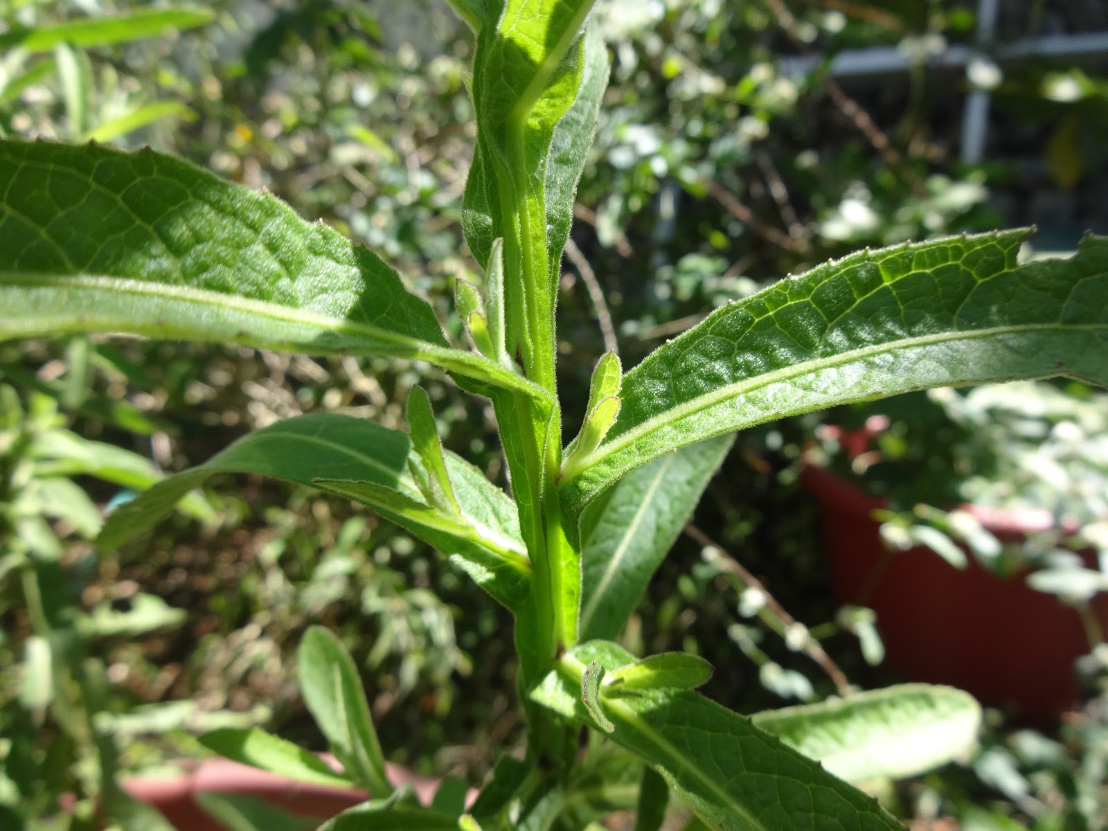 Herbs from Distant Lands: Laggera alata - Winged-Stem Laggera, Liu Leng ...