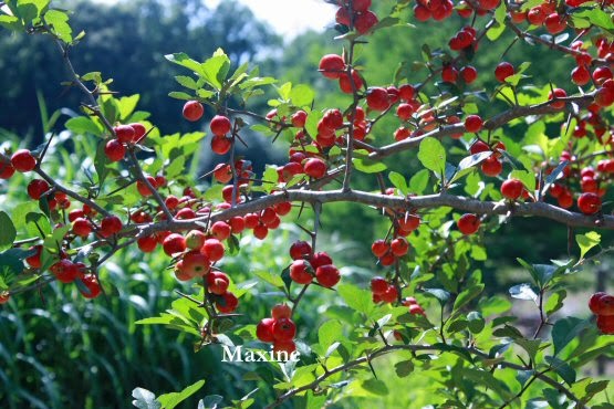 Sacramento Vegetable Gardening: YeeHaw for the MayHaw!!!