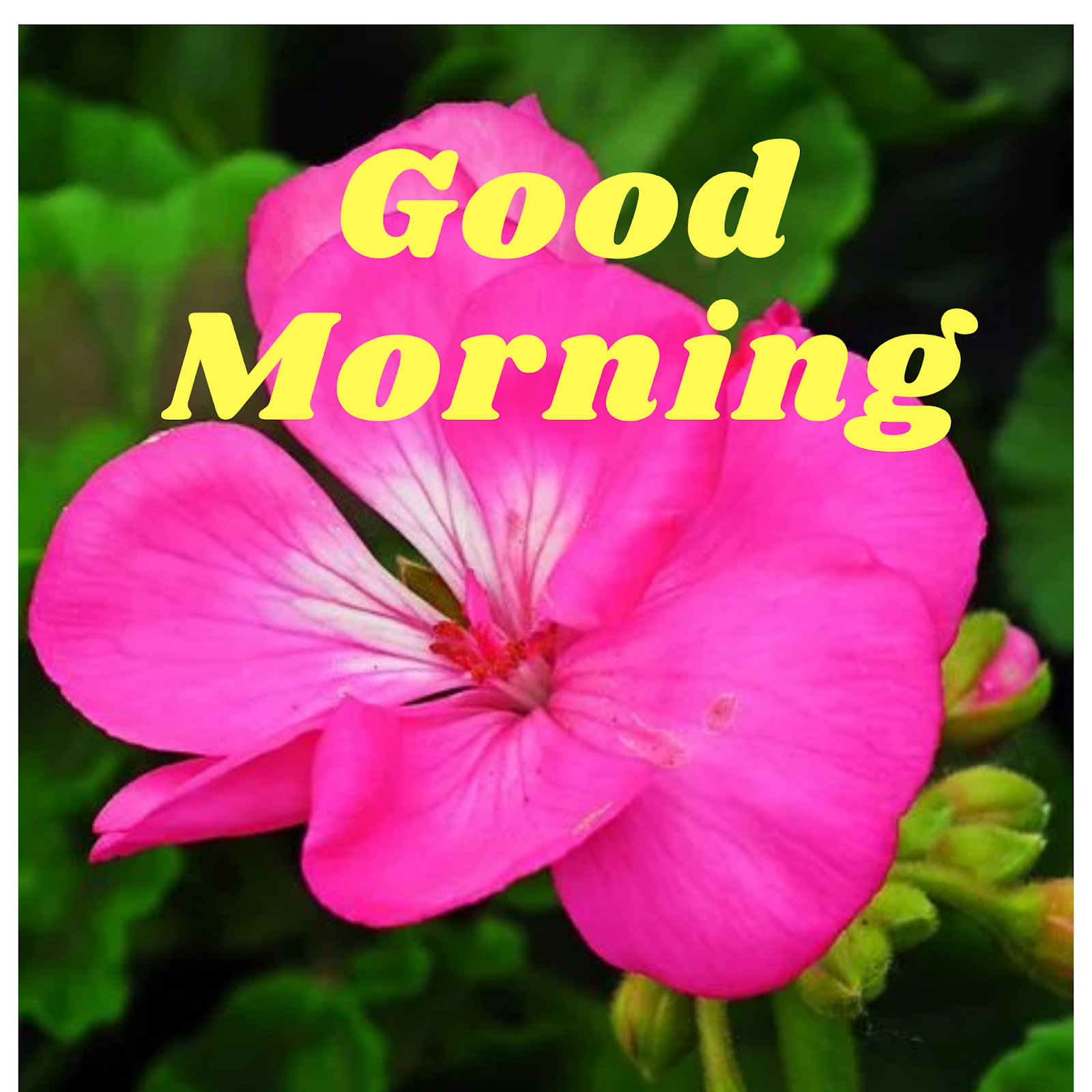 Top 10 Good Morning Ji Images greeting Pictures,Photos for Whatsapp ...