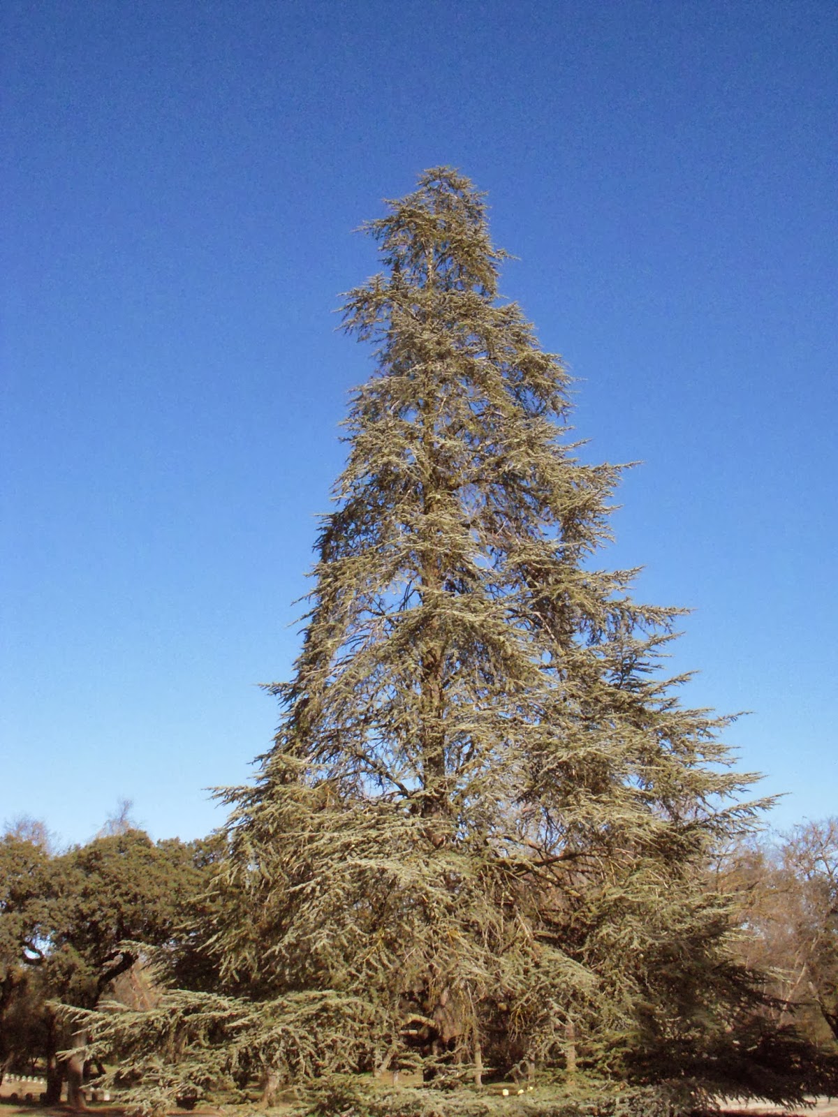 Tras la senda de los ancestros: Flauta nativa americana de rama de ...