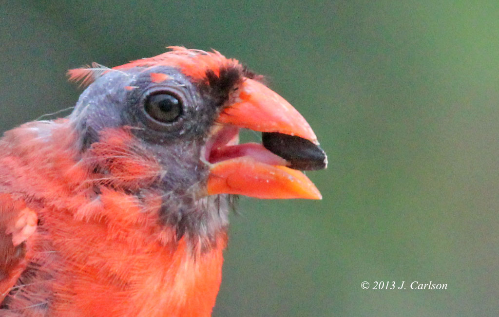 Nature-in-verse: Bald Male Northern Cardinal
