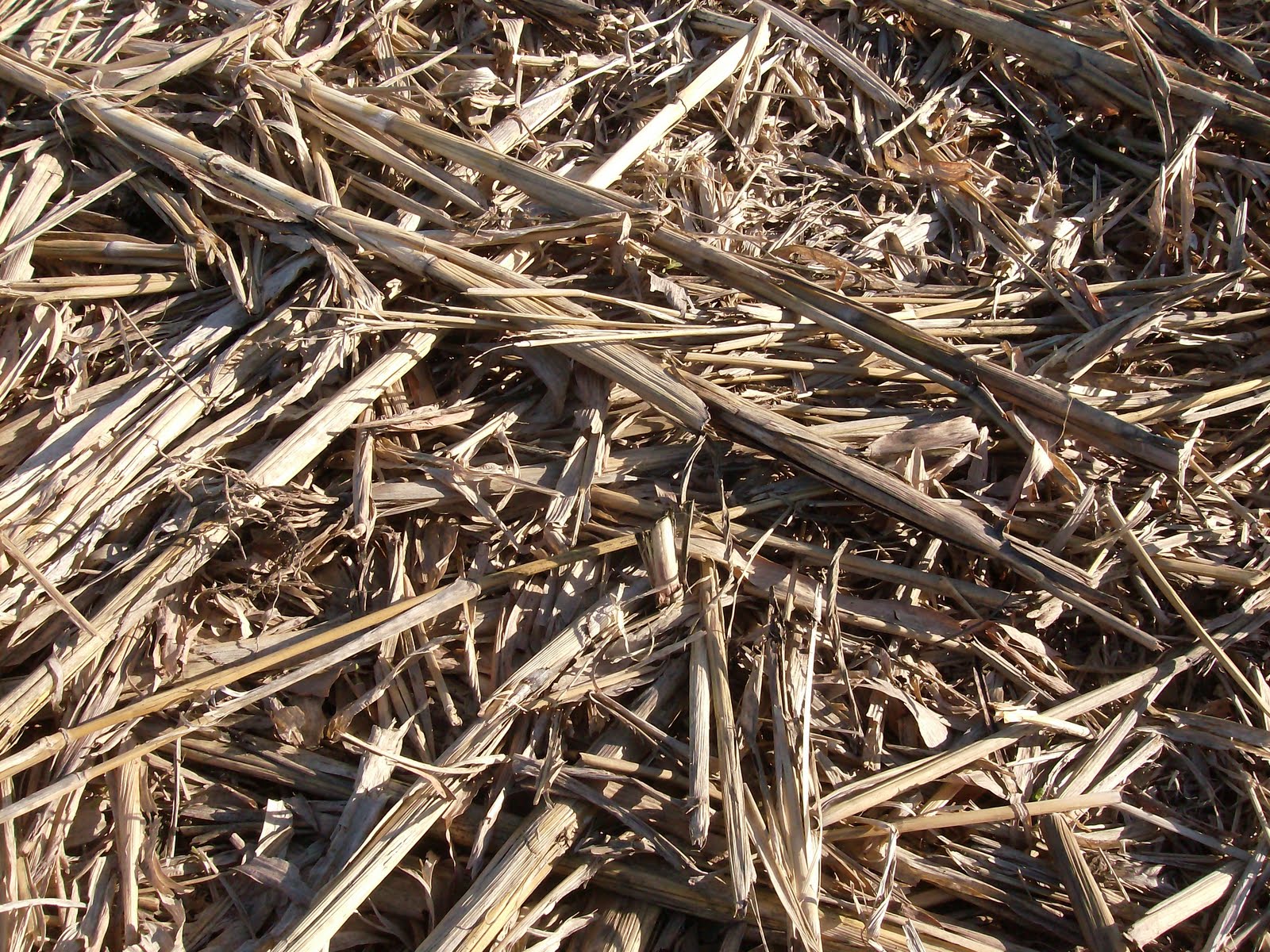 Aprende Campo: Manejo de Cobertura: Rolo sobre rastrojo de sorgo