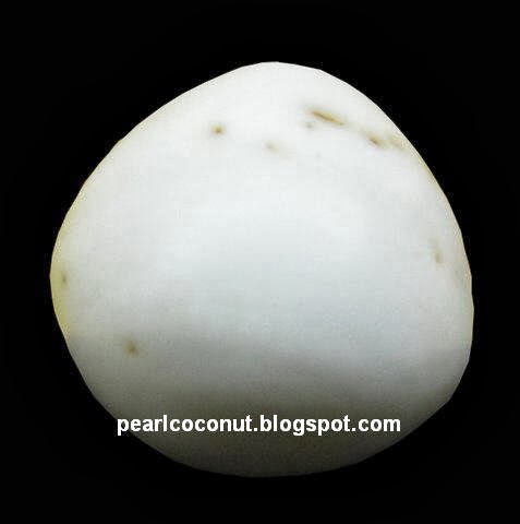Coconut Pearl Buntat Kelapa : Pearl Coconut / Kelapa Buntat