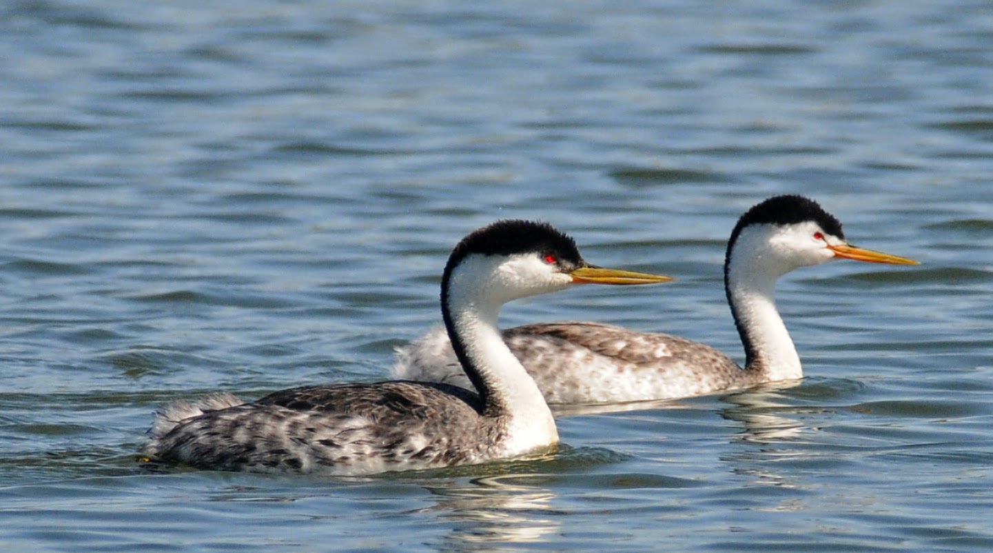 Bird Hybrids: Western Grebe x Clark's Grebe