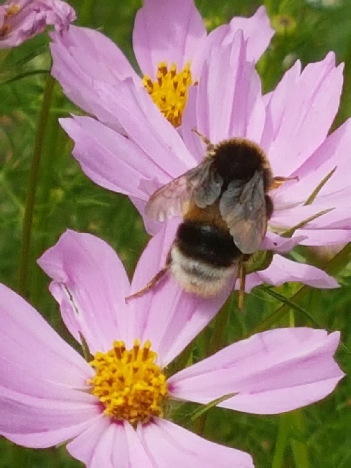 Jednogodišnje cvijeće u organskom vrtu