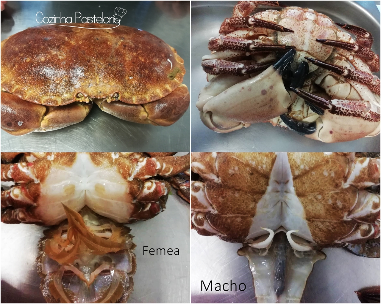 Cozinha e Pastelaria : Sapateira com Patê de Marisco