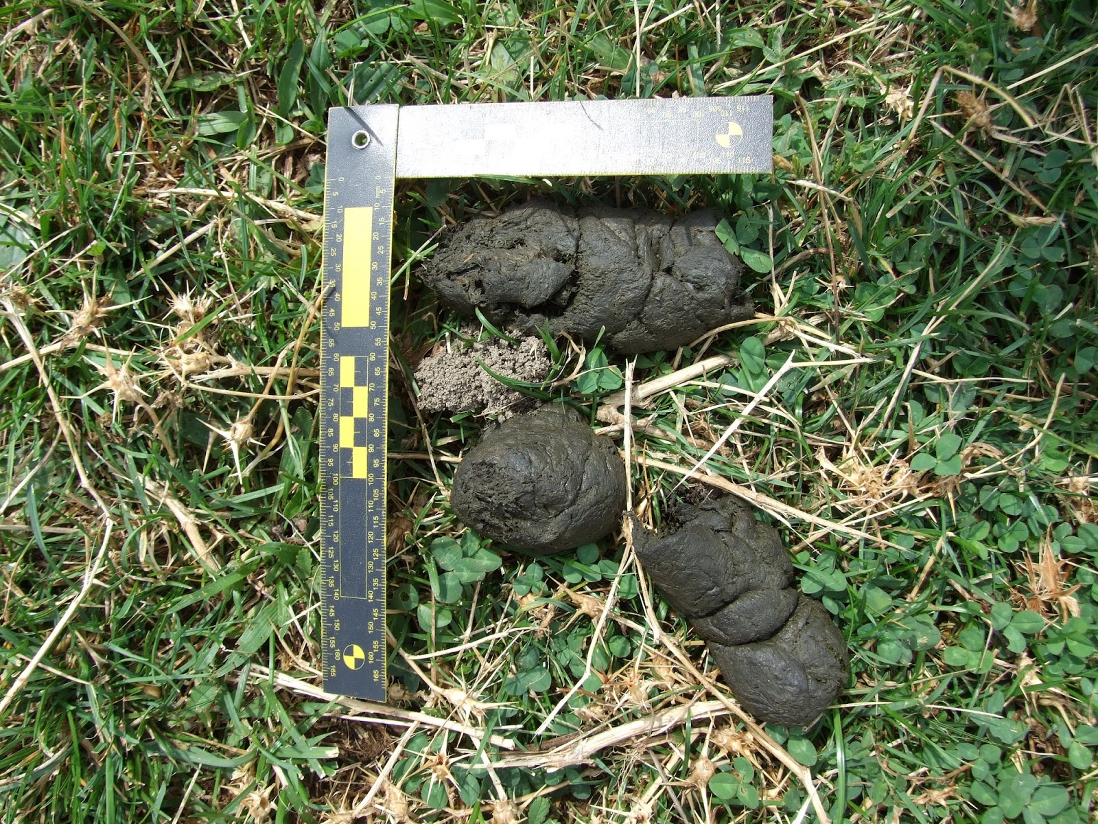 Tracks and signs, wild boar