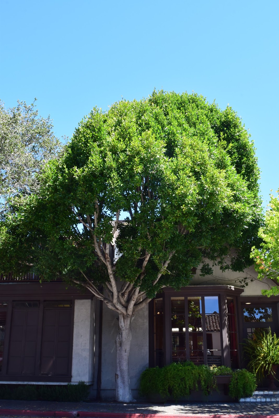 Friends of Carmel Forest Tree Tour with Dr. Matt Ritter 2016 - Carmel ...