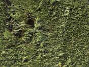 My Broken Garden: Conifer Hedge - Does Potassium Feed Prevent Die-Back?