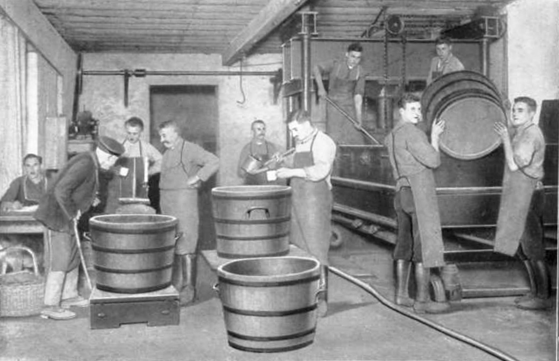 Weinkultur Rheinbreitbach: Verarbeiten der Trauben