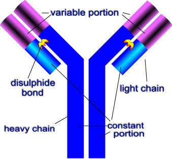 Zanimljivo: Šta su to antitela