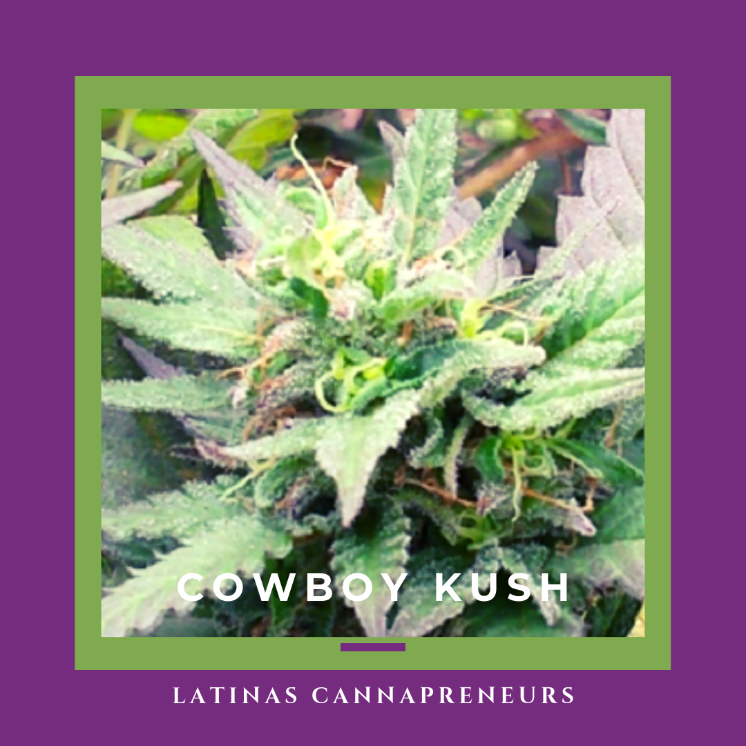 Cepa: Cowboy Kush