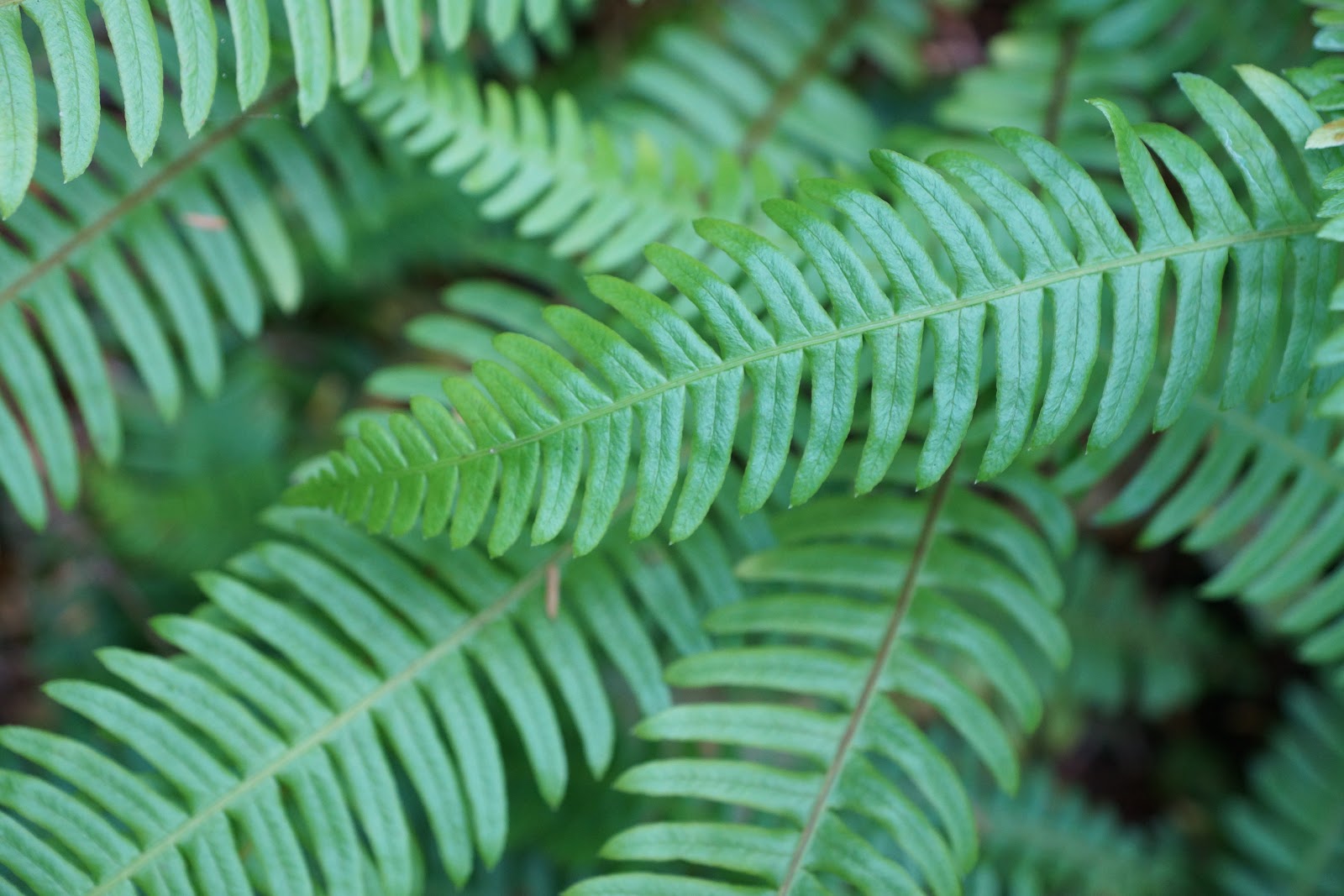 Daily Bread: Ferns