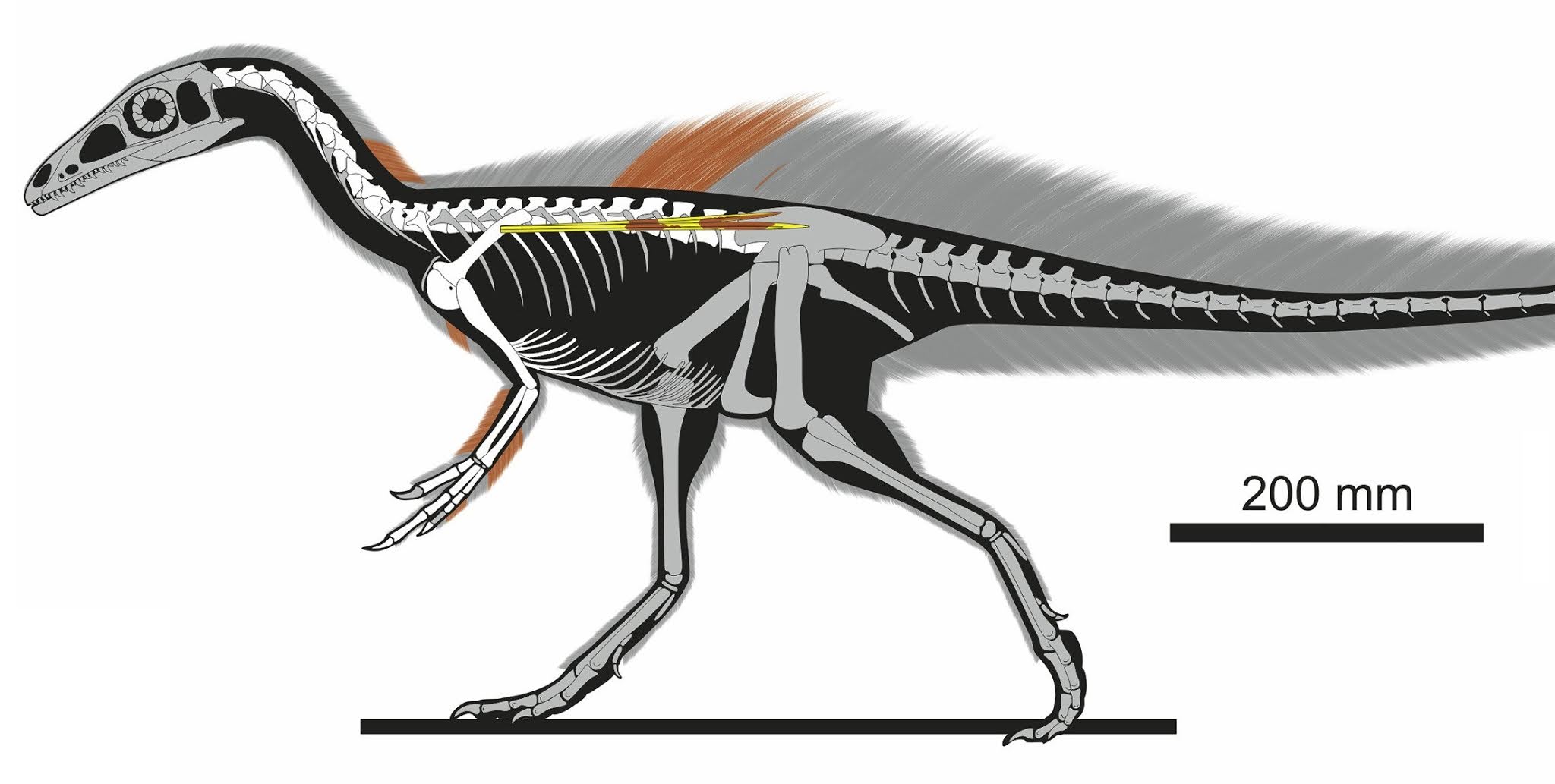 Species New to Science: [Paleontology • 2020] Ubirajara jubatus • A ...