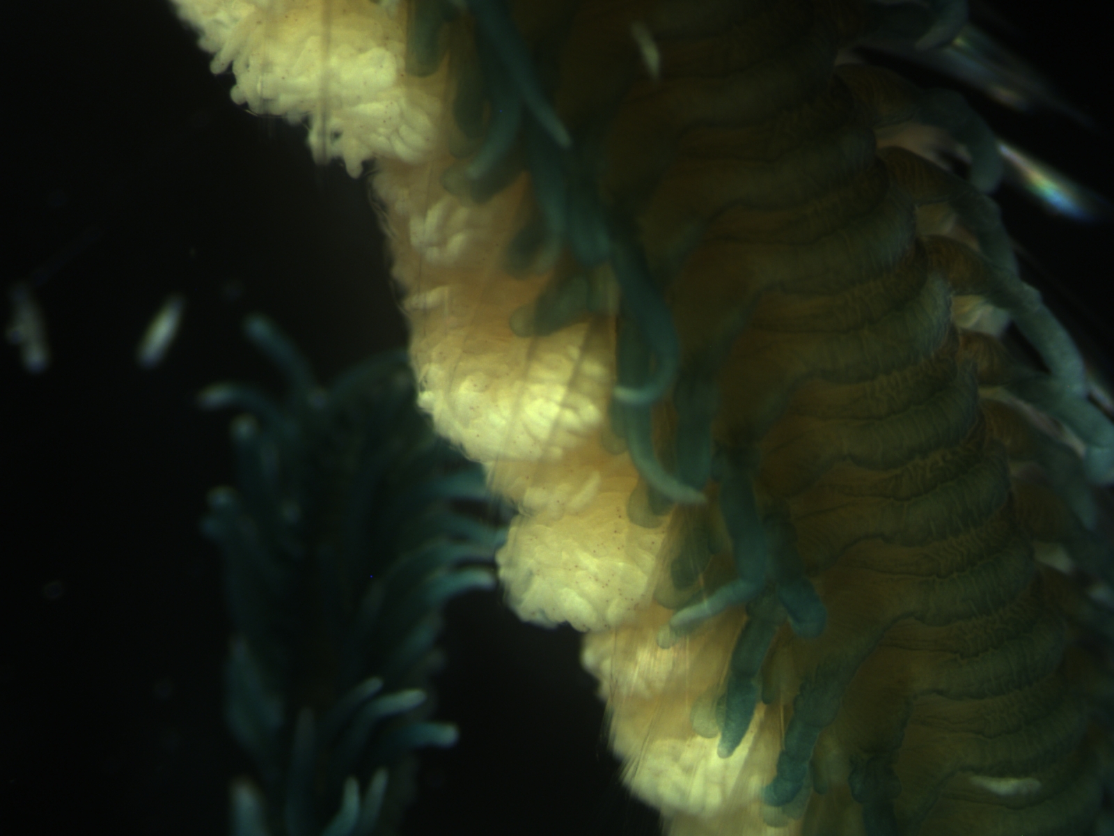 Invertebrate Embryology: The epitokes of Autolytus: swarming to mate