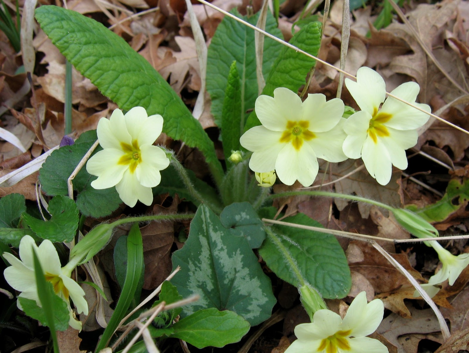 50 Hikes In and Around Tuscany: Hikes of the Tuscan Hill Country