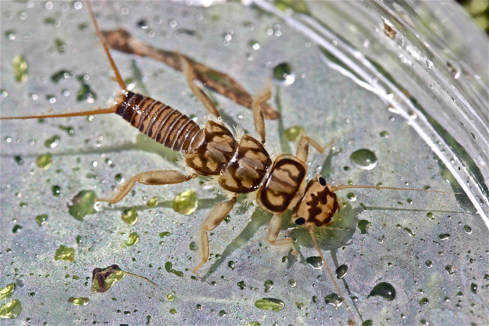 Aquatic Insects of Central Virginia: The Perlids (Common Stoneflies) in ...