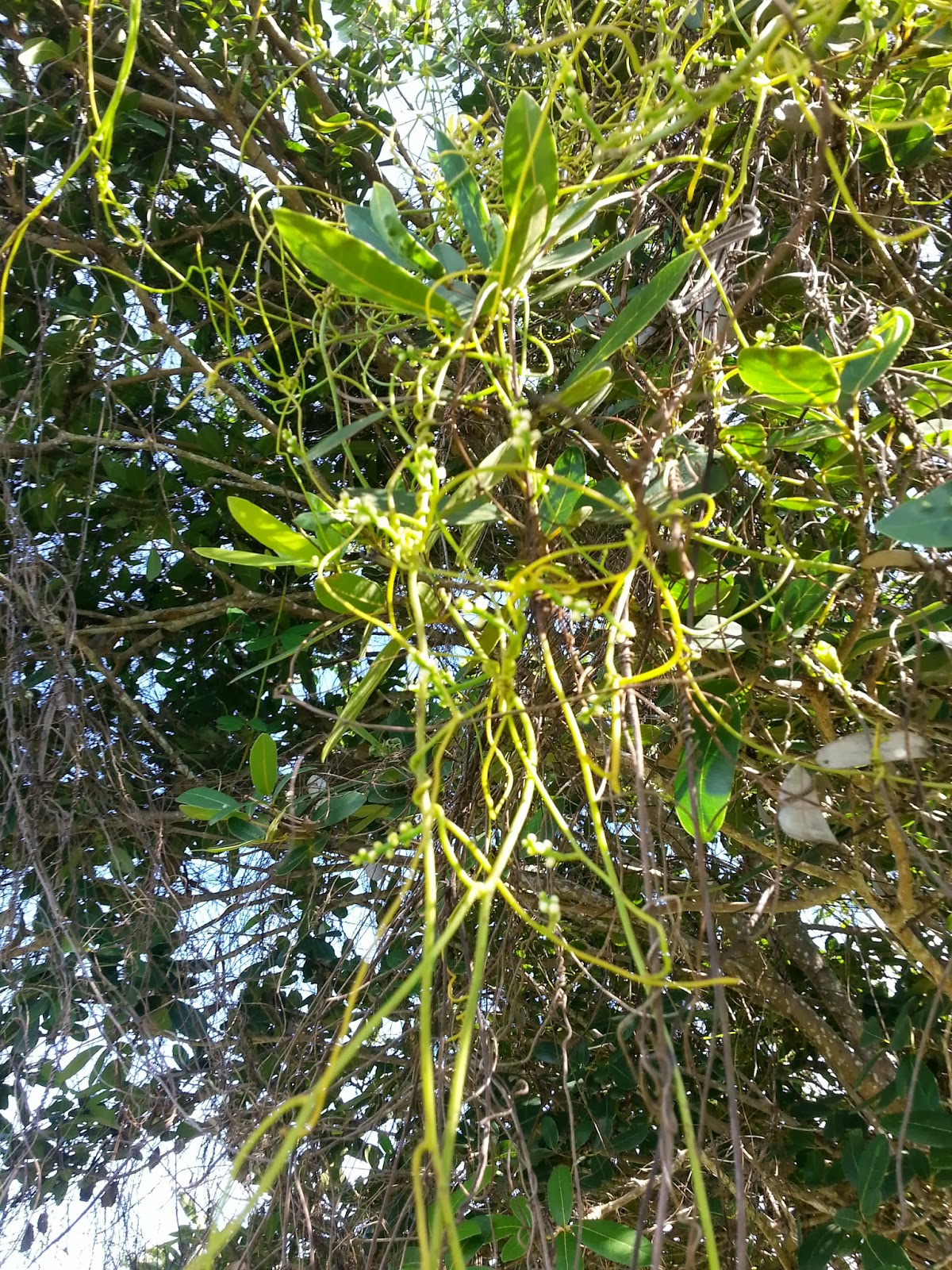 INVENTARIO DE ESPECIES EN EL SECTOR EL PASTILLO ISABELA, PUERTO RICO ...