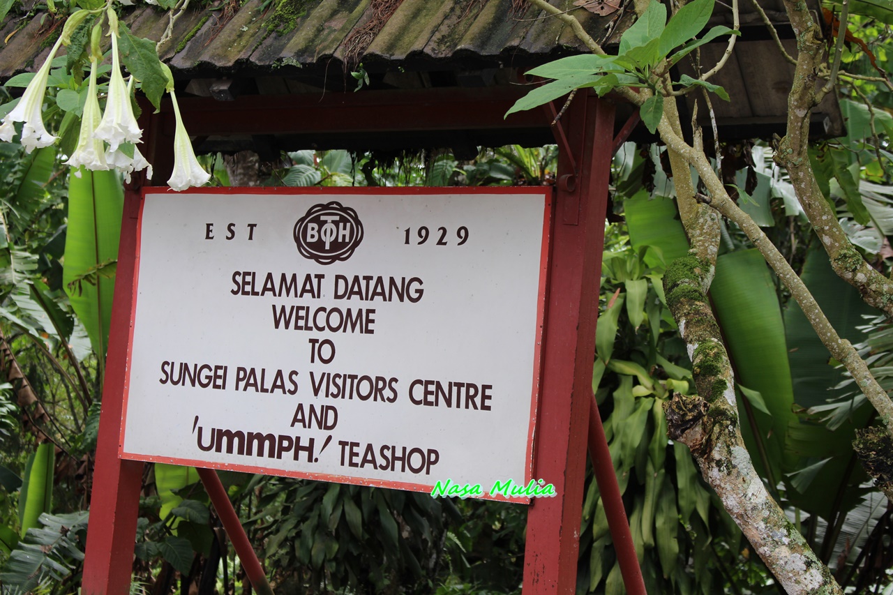 warna warni hidupku..............: Jalan-Jalan Cameron Highland: Teh ...