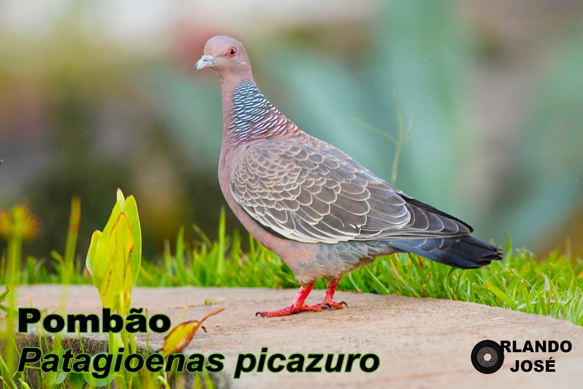 LagunAves: Pombão, Pomba-de-bando e Lavadeira-mascarada