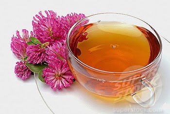 Red Clover Tea Benefits ~ Healthy Tea 101
