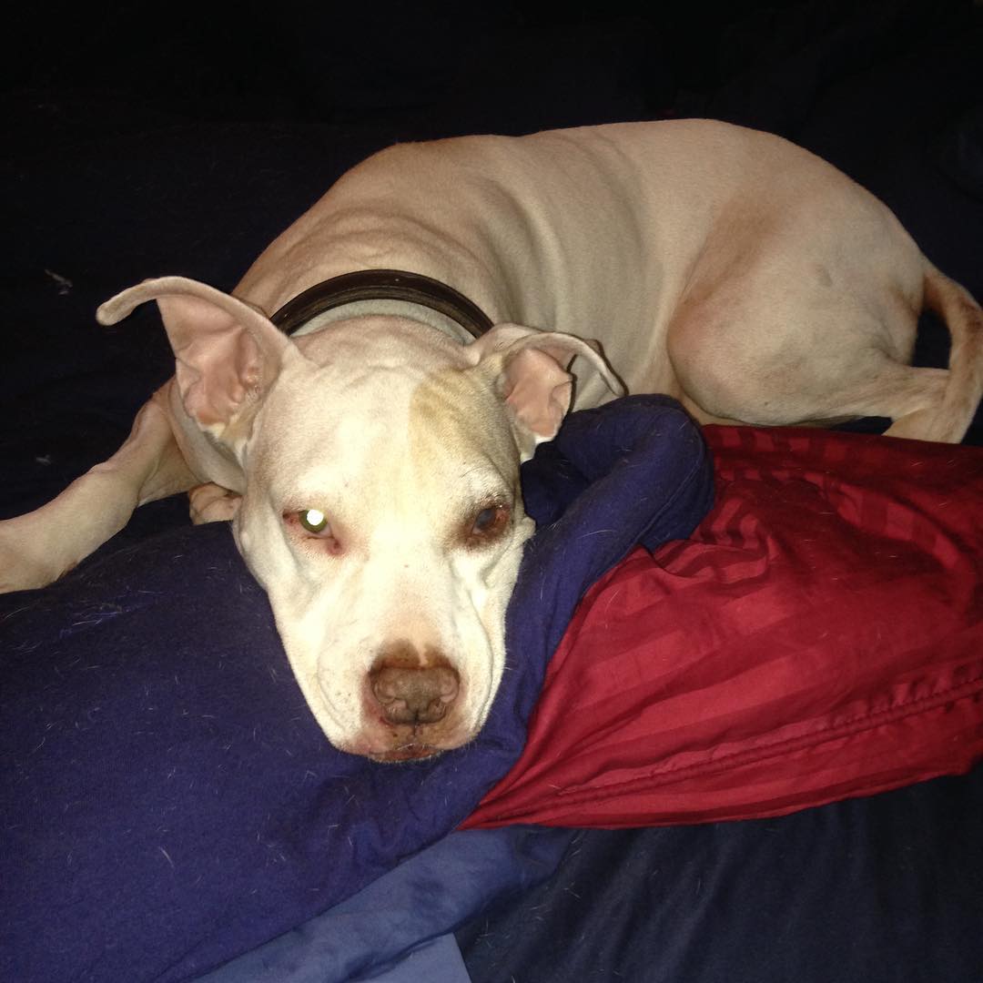 Laura Dore, a professional model and a Burlesque performer | HOT FEMALE ...