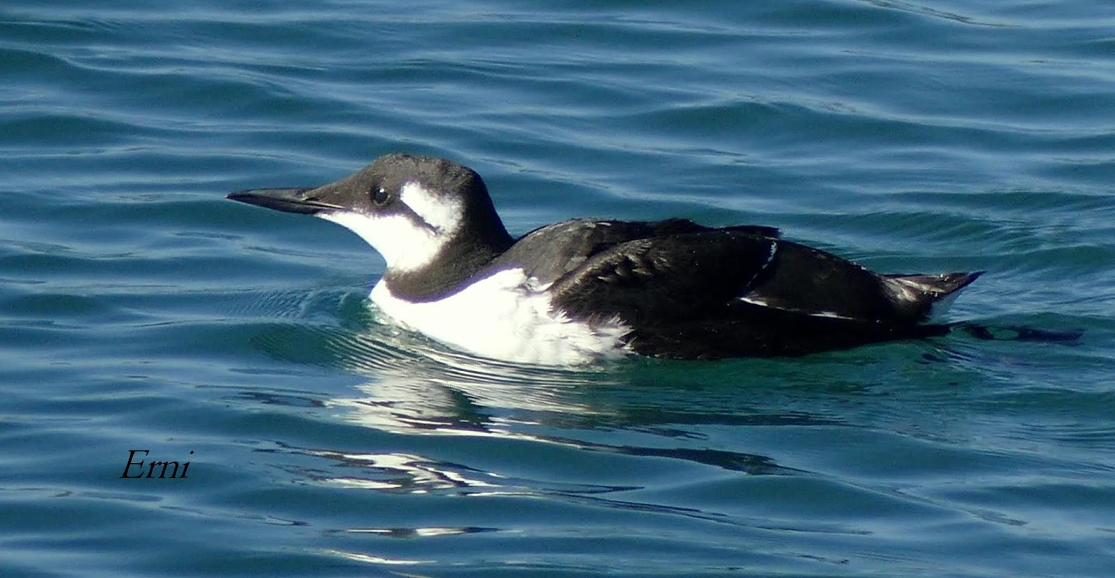NO SIN MIS PRISMÁTICOS: ARAO COMÚN EN SANTOÑA