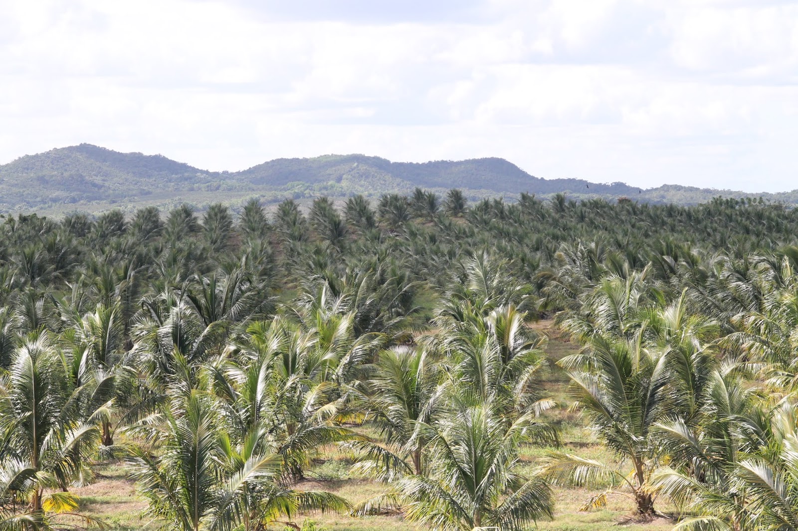 ATACANDODIGITAL.COM |: El Coco, cultivo de moda en la zona Este del país