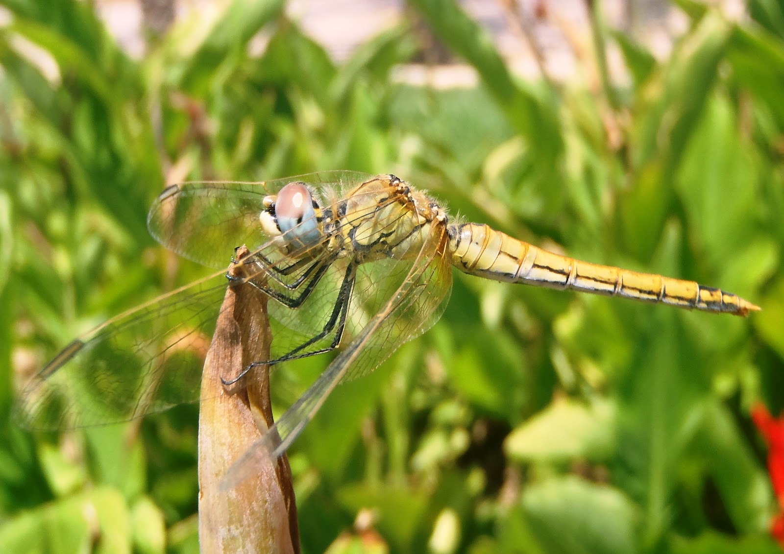 Valencia: Jardines del Río Turia : Fauna