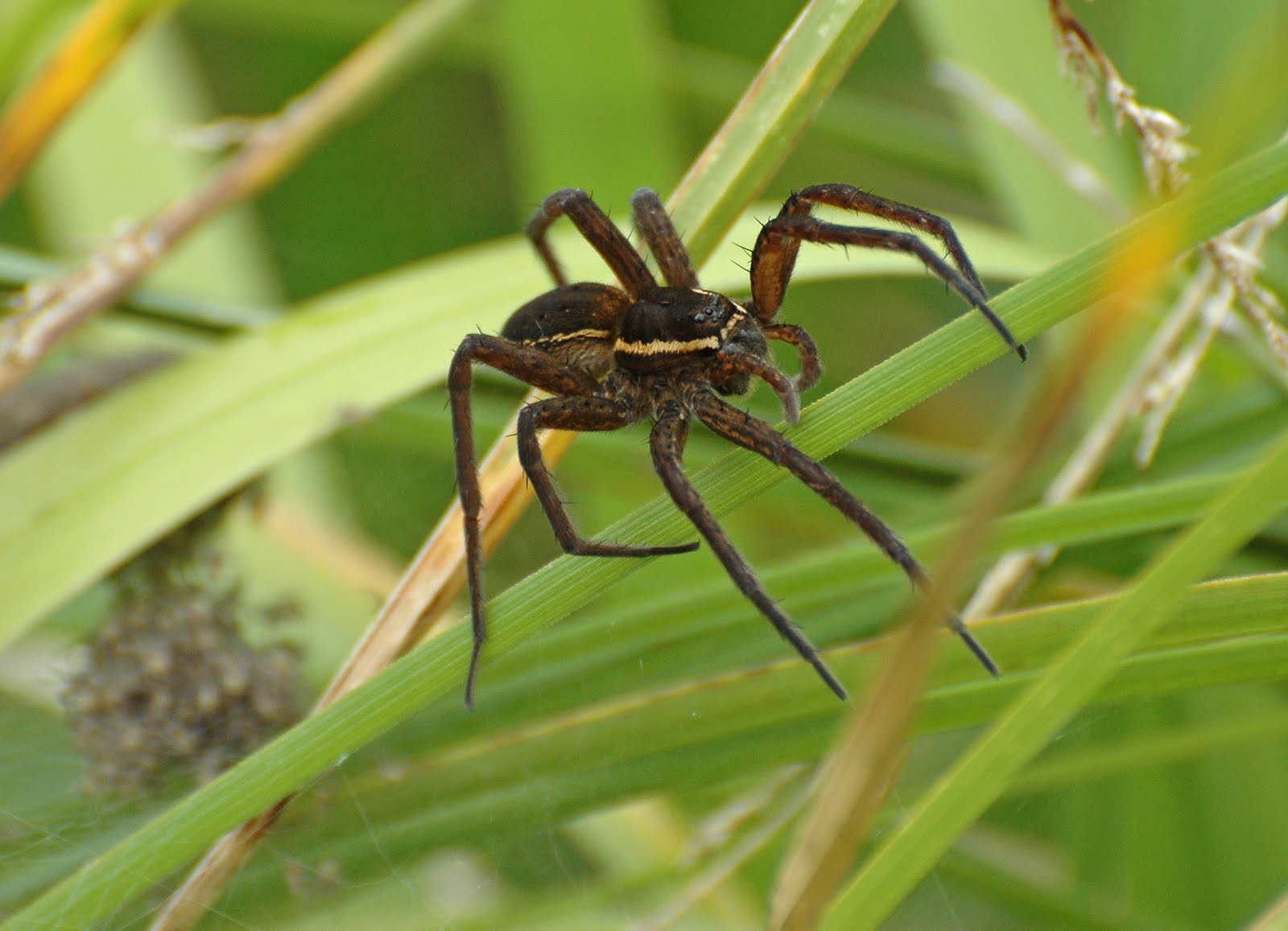 Gower Wildlife: Good time to look for the Fen Raft Spider