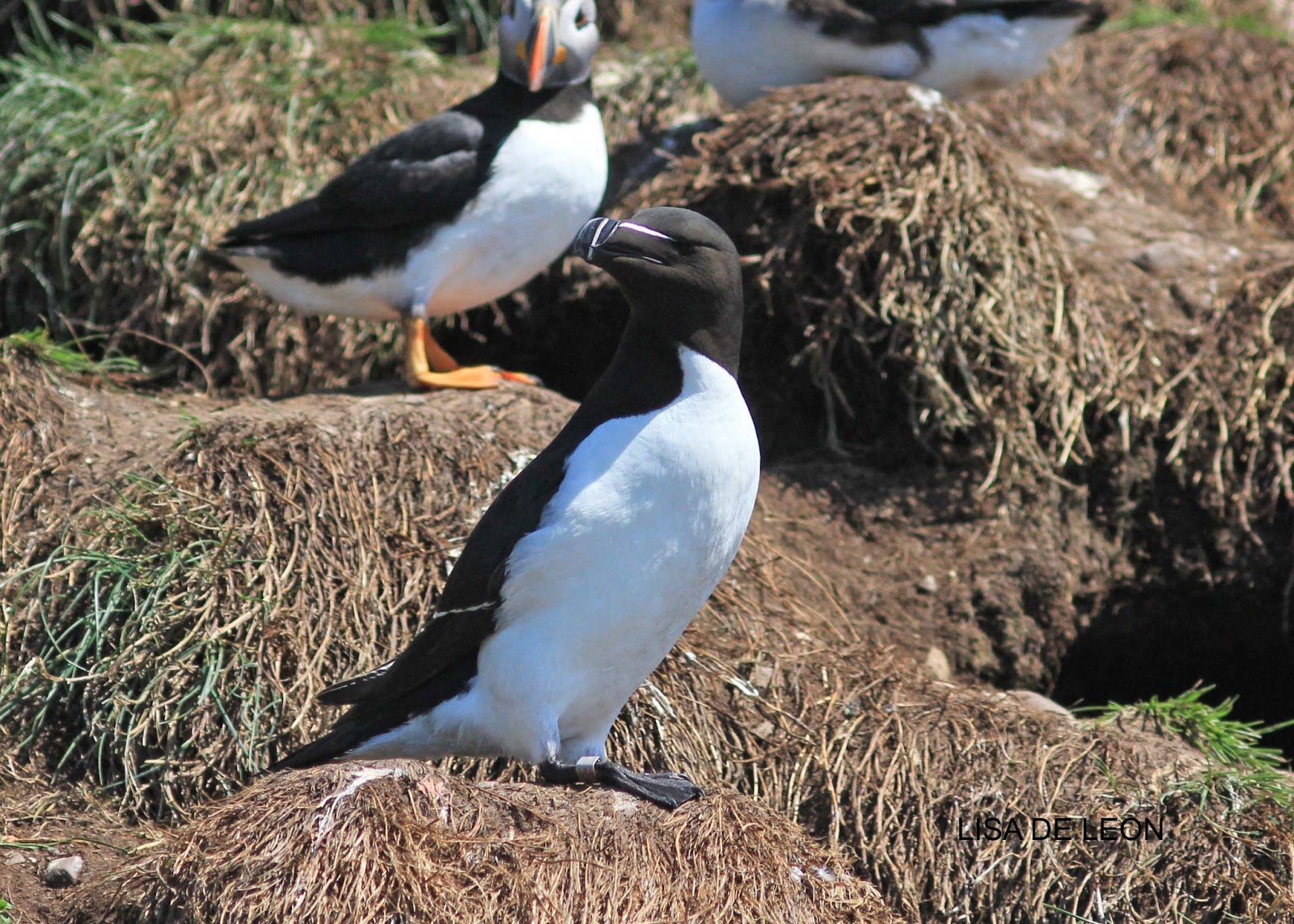 Birding with Lisa de Leon: Razorbill - Witless Bay