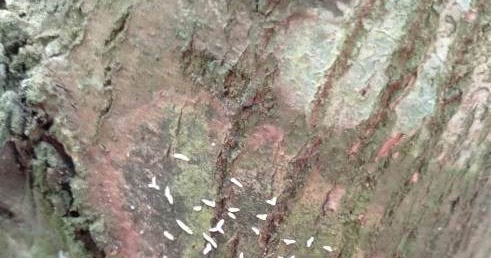 Klasifikasi Hama Hutan - Berita Viral