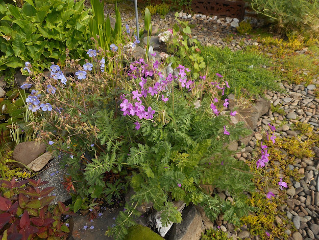 Gardening With Grace: Plant of the Week: Erodium manescavi