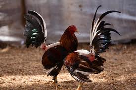 Revista El Cañero: El gallo pava.