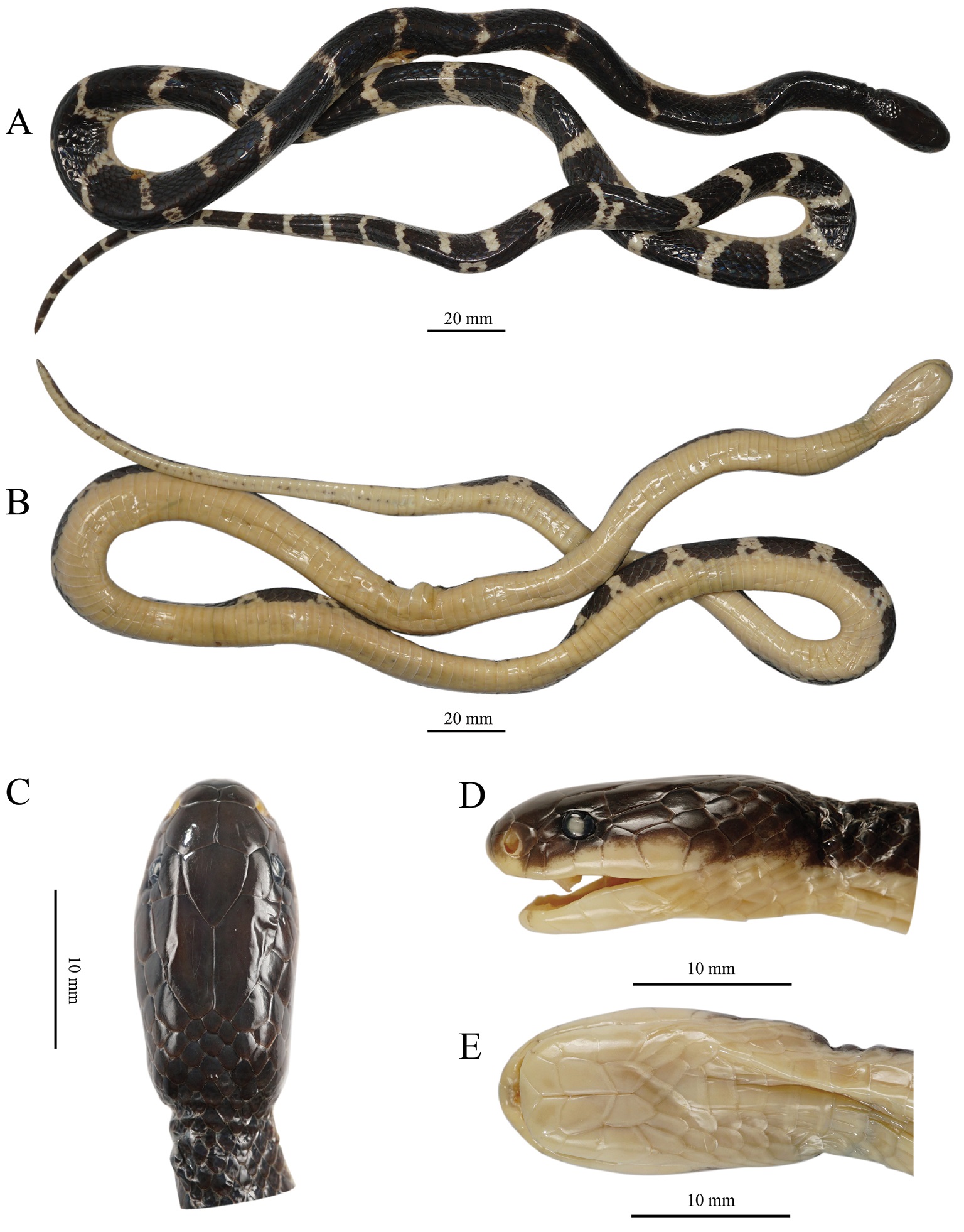 Species New to Science: [Herpetology • 2021] Bungarus suzhenae ...