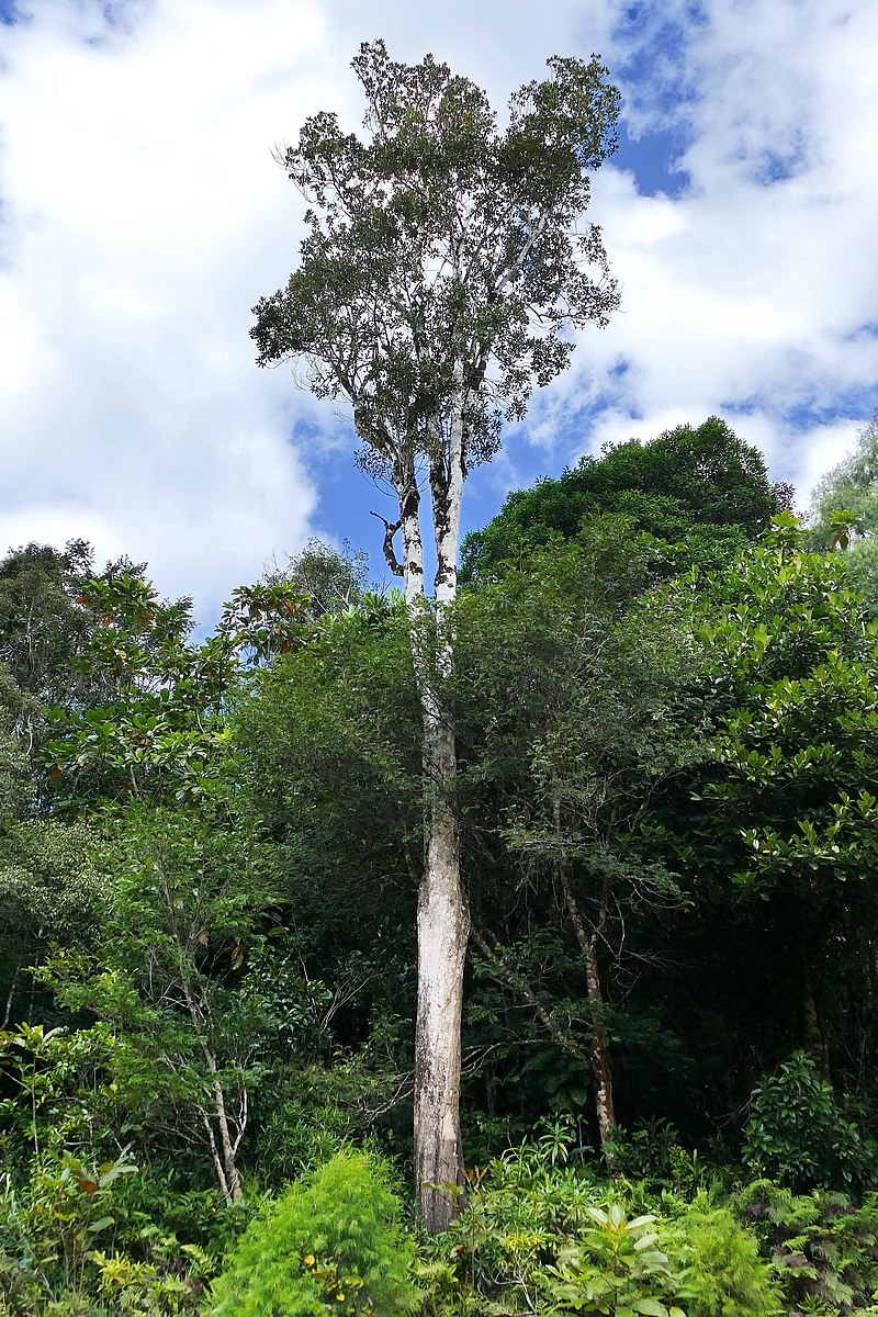 Всё о бегониях и не только...: Пикнандра остроконечная (Pycnandra ...